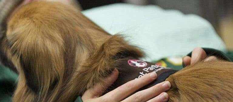 A Beginner’s Guide to Animal-Assisted Intervention Terminology - Pet ...