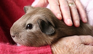 Theories Behind Animal-Assisted Interventions