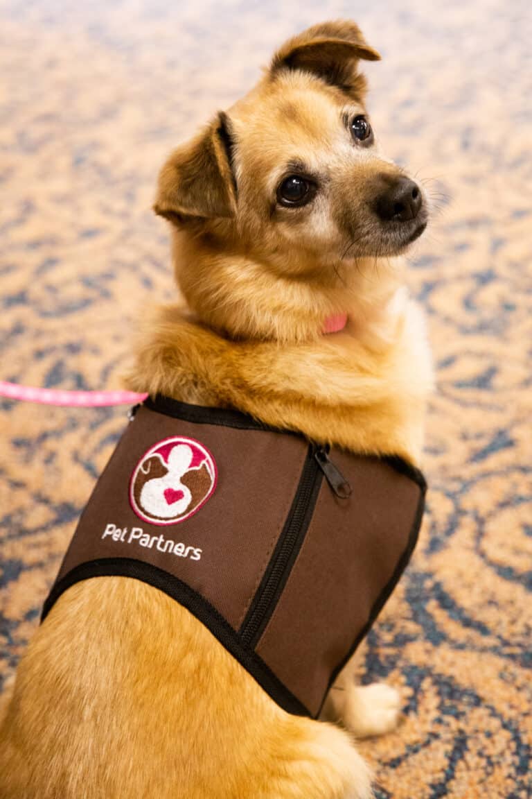 Therapy Dogs in Schools: PCT Guiding Therapy Dogs Nationwide