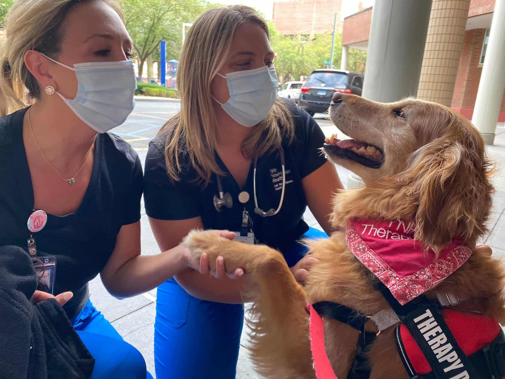 Celebrating National Therapy Animal Day - Pet Partners