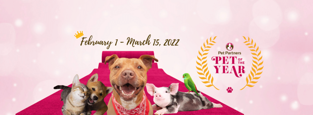 Pet Partners Pet of the Year 2022: A Rousing Success - Pet Partners
