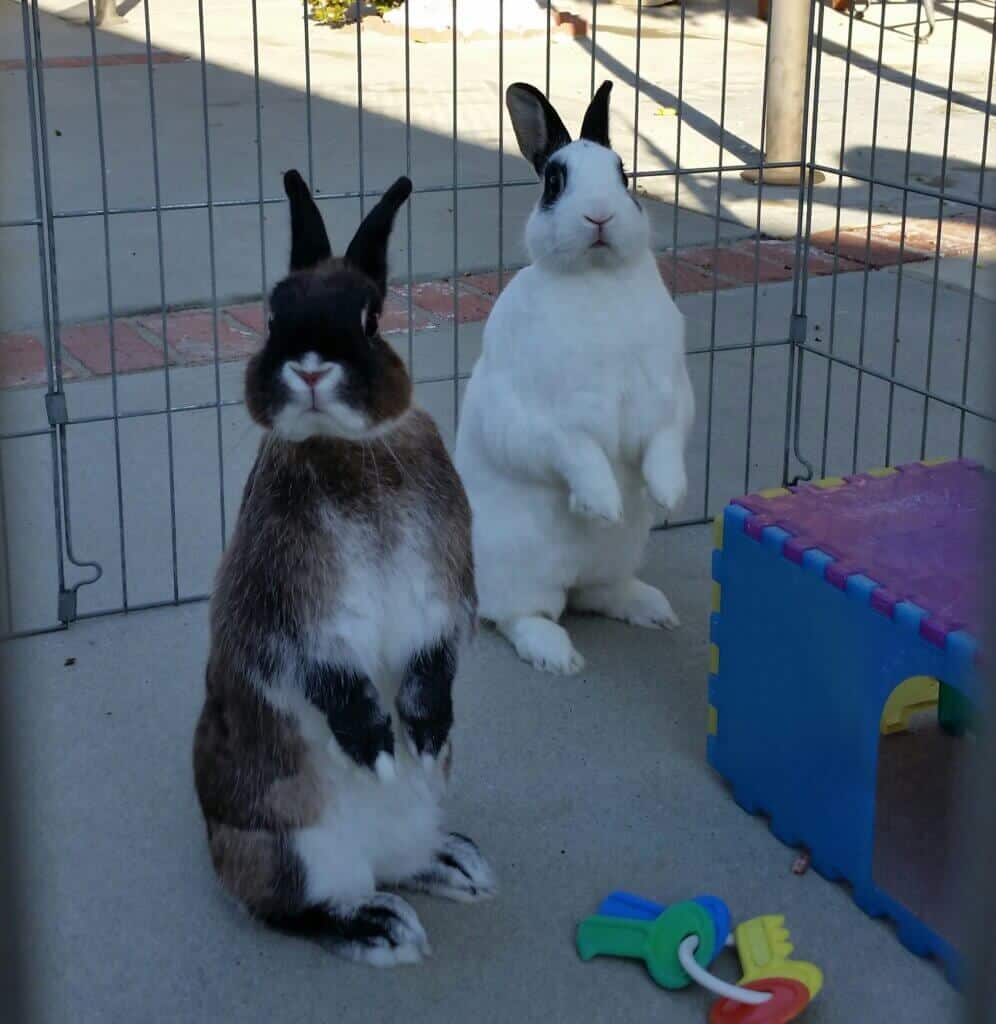 Marcy & Figgie: A Lasting Legacy of Therapy Rabbits - Pet Partners