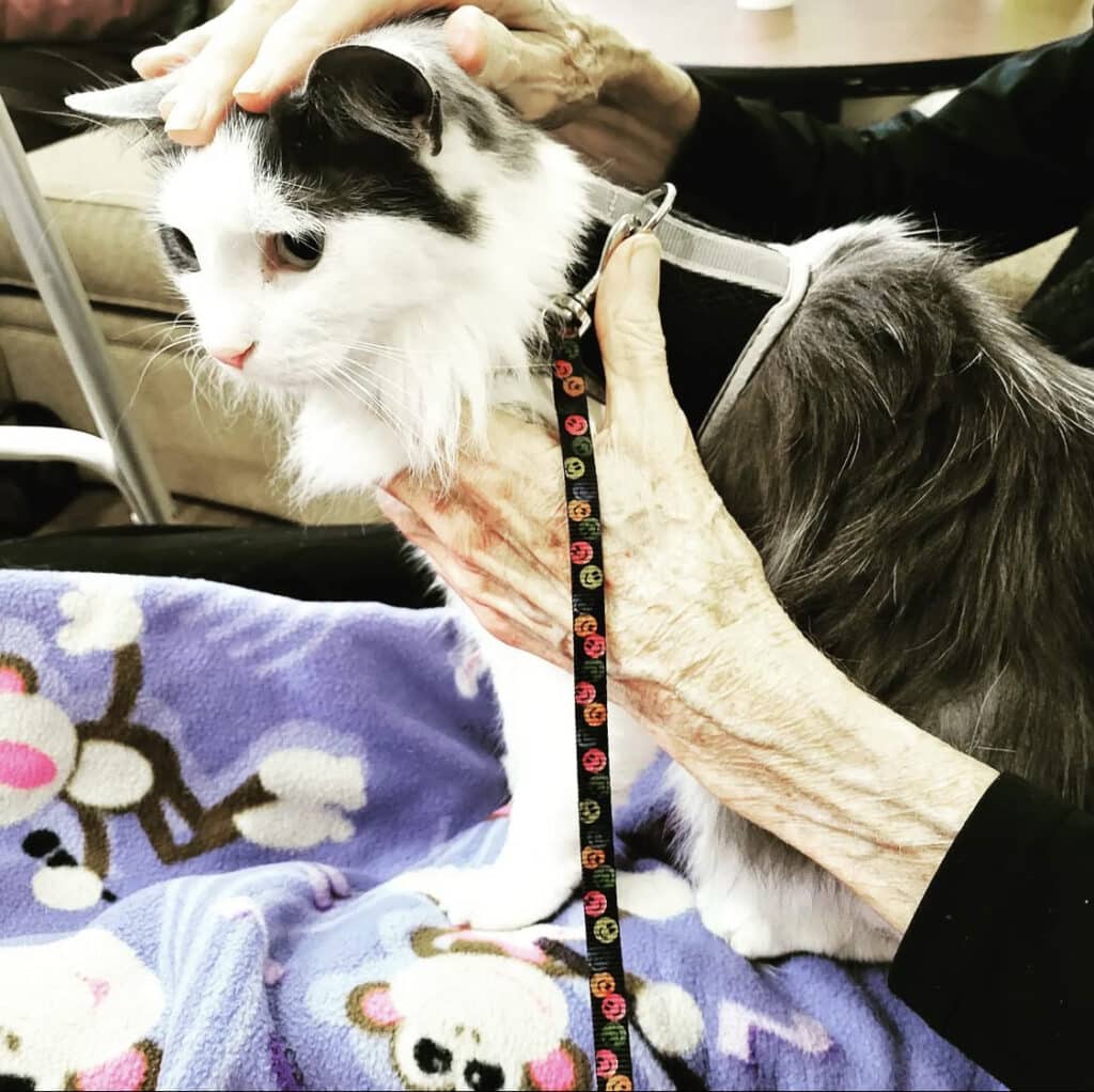 Exploring the Cat-Human Bond - Pet Partners