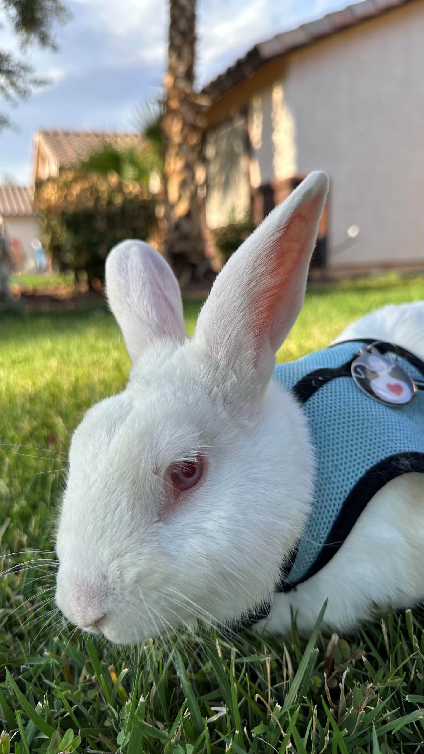 A Tribute to Bunny - Pet Partners