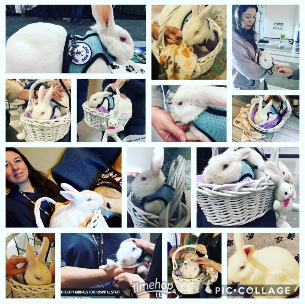 A Tribute to Bunny - Pet Partners