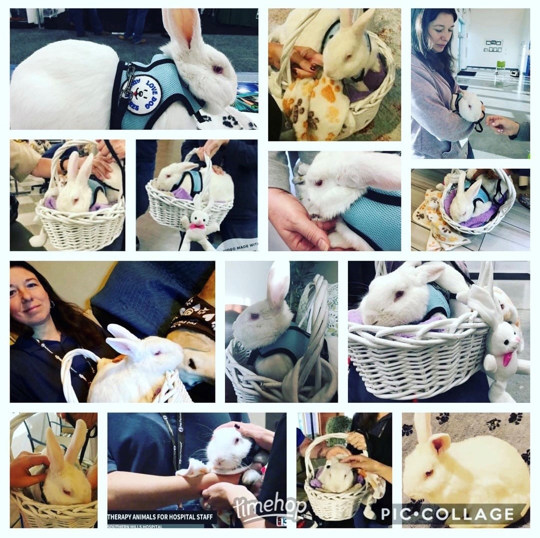 A Tribute to Bunny - Pet Partners