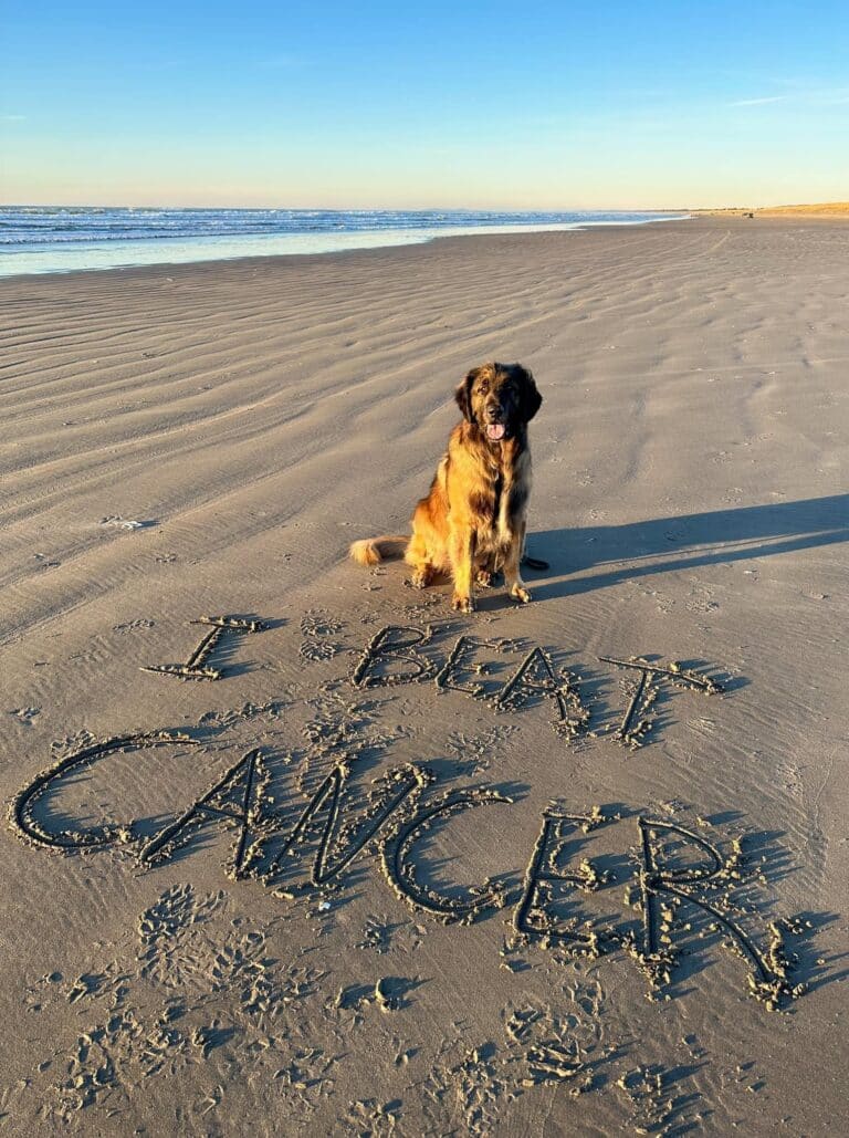 Patrick Dempsey Center Dogs - Therapy Animals Bringing Comfort - Pet ...