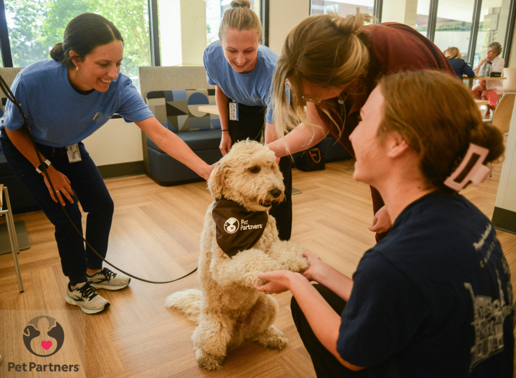 Cats & Dogs Well-Being Program: Employee Wellbeing Therapy