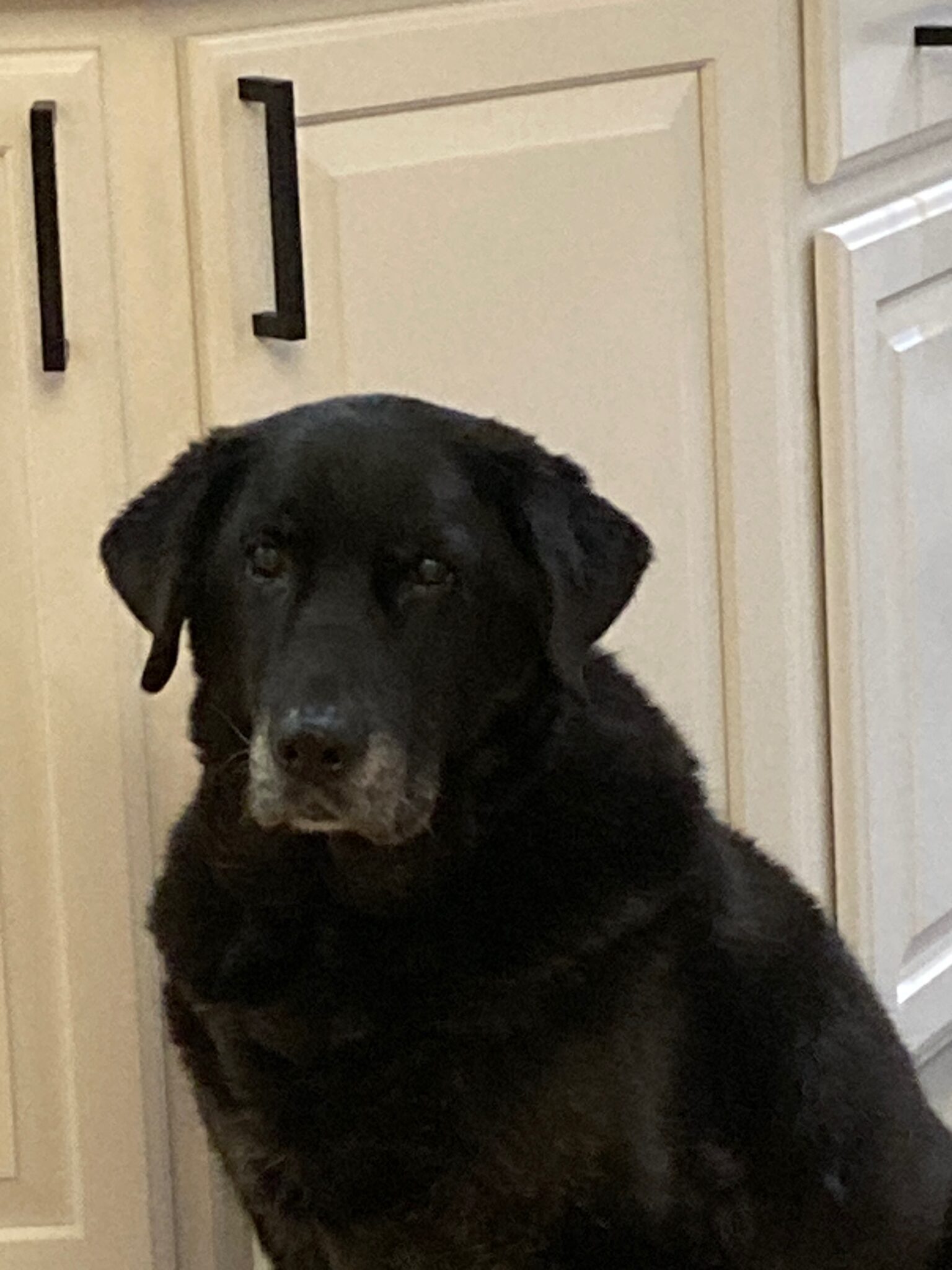 Still Dancing: A Tribute to Riley - Pet Partners