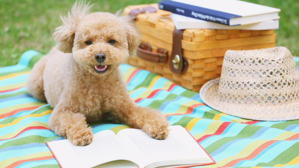 Therapy, Support, or Service Animals: What is a Therapy Animal?