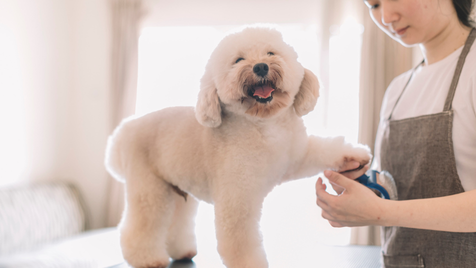 Take the Lead: The Pet Partners Blog - Pet Partners